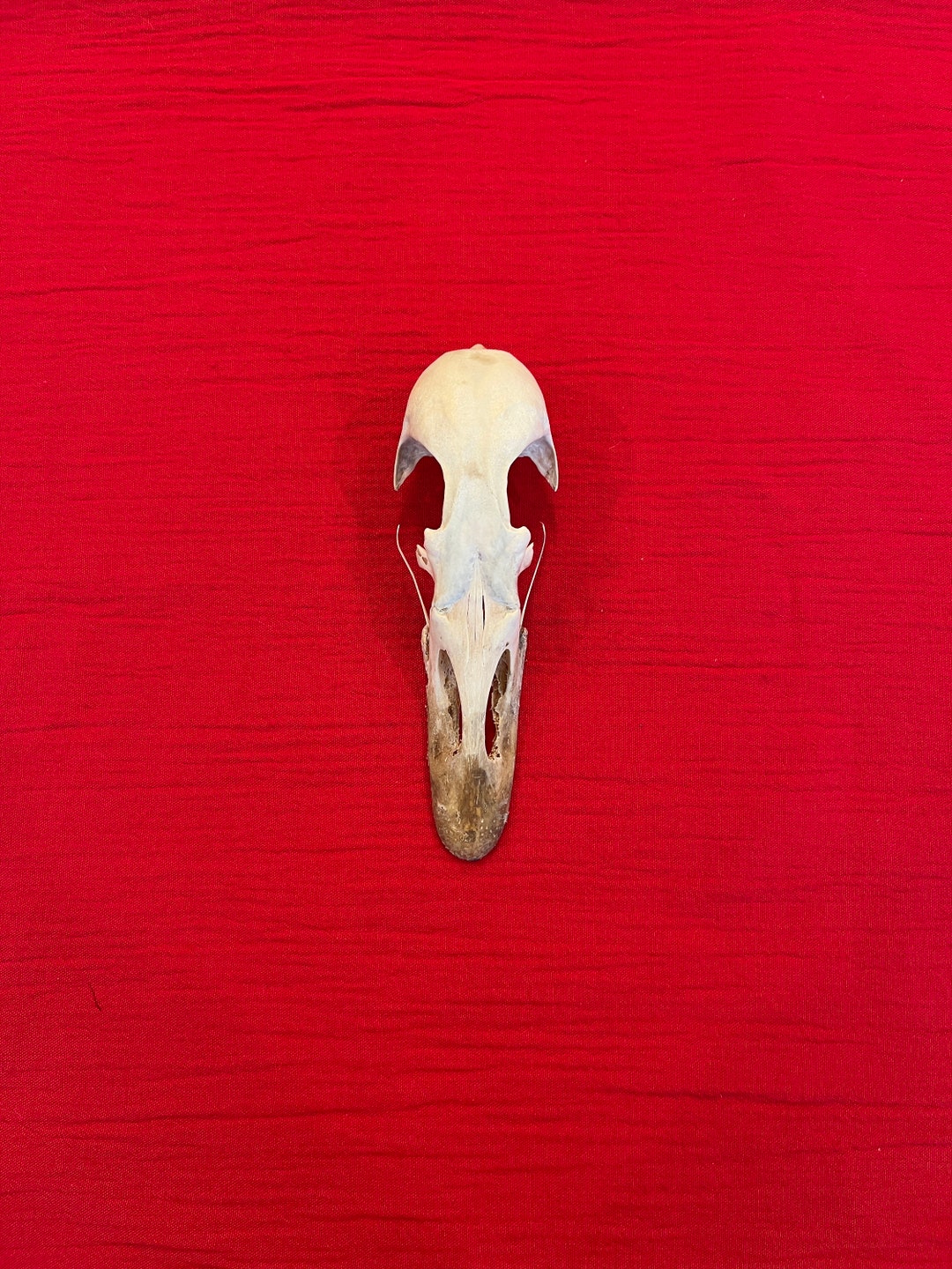 Goose Skull Bird Feathers Taxidermy Wildfowl Geese Bones - Etsy