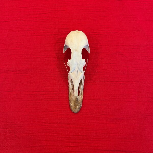 Goose Taxidermy - Etsy