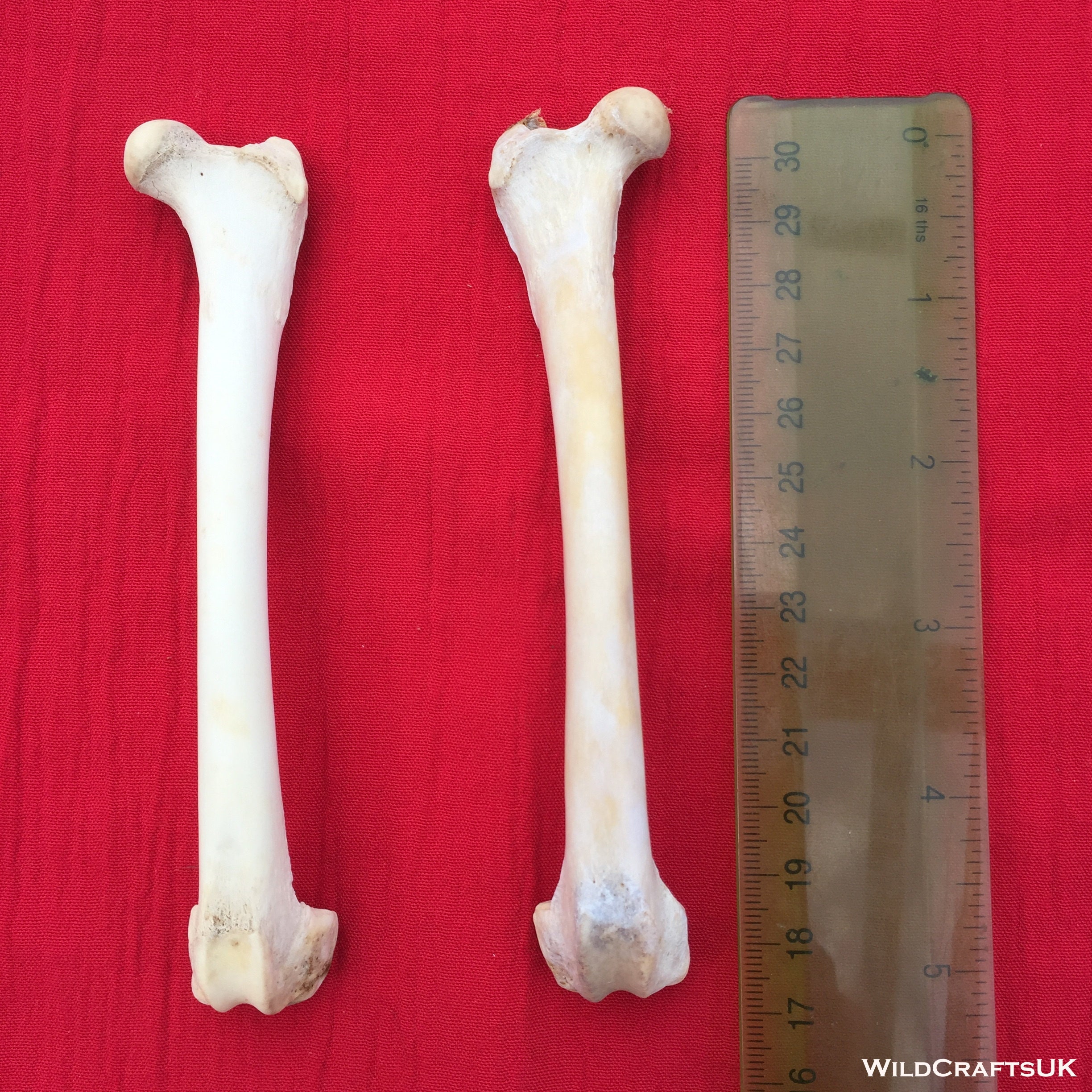 A Pair of English Wild Red Fox Bones - Etsy