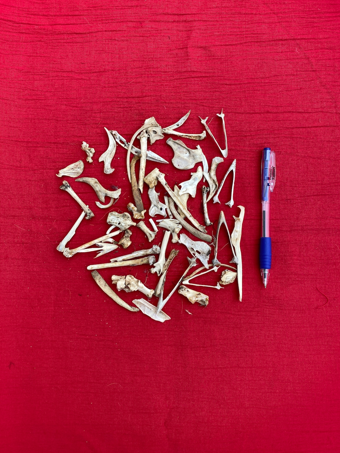 50 Wild Animal and Bird Bones for Crafting - Etsy