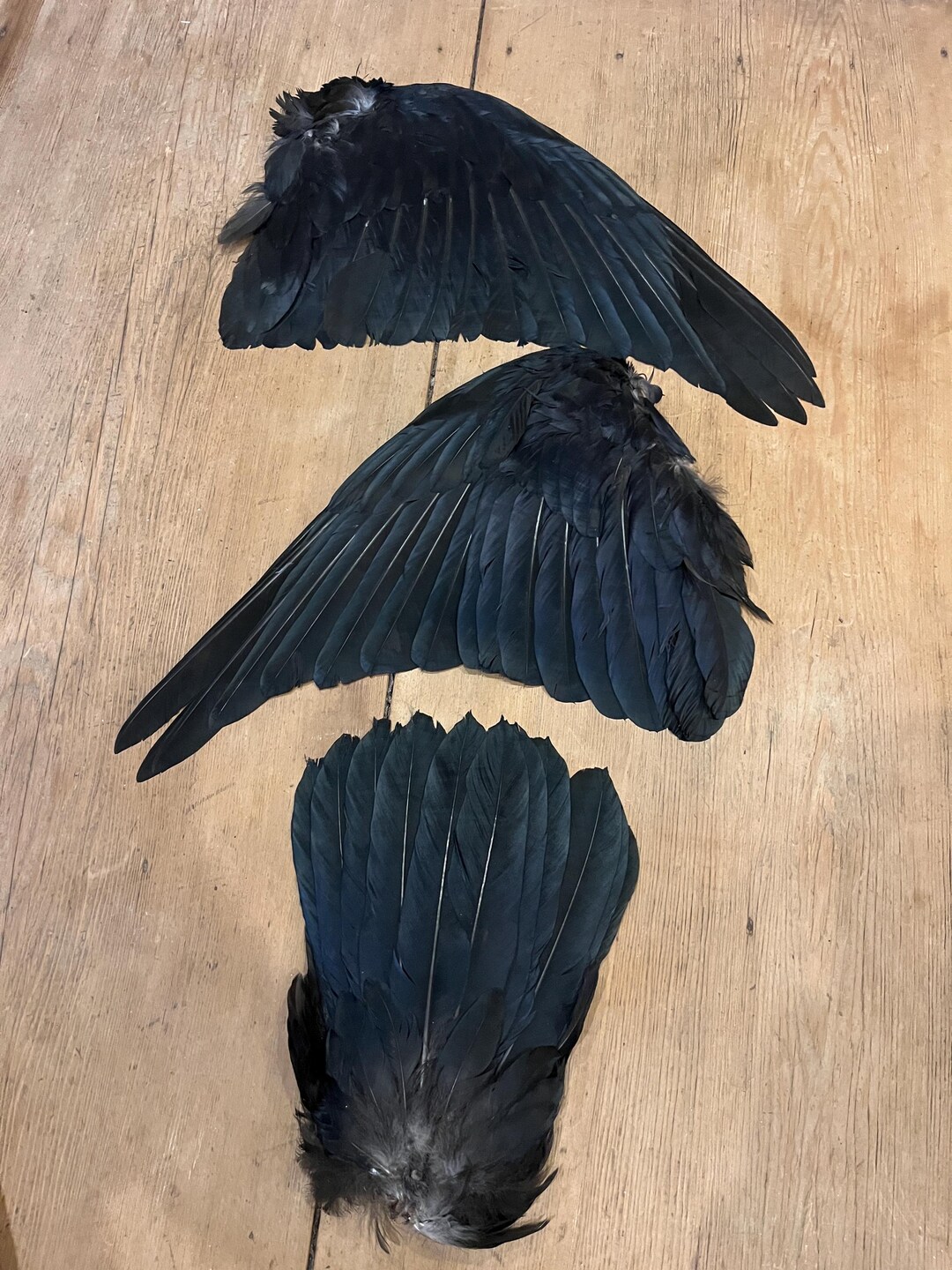 Rare Crow Wings Extra Large Raven Feathers Altar Smudge Fan Taxidermy ...