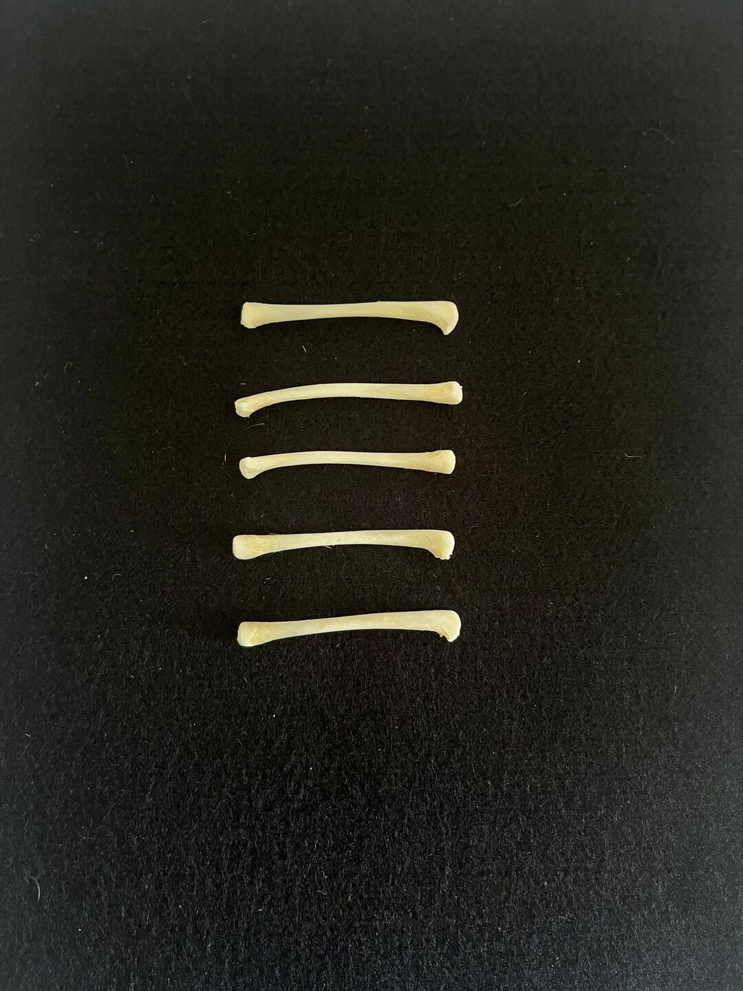 Crow Wing Bones Ulna Radius Bird Skulls 5 - Etsy