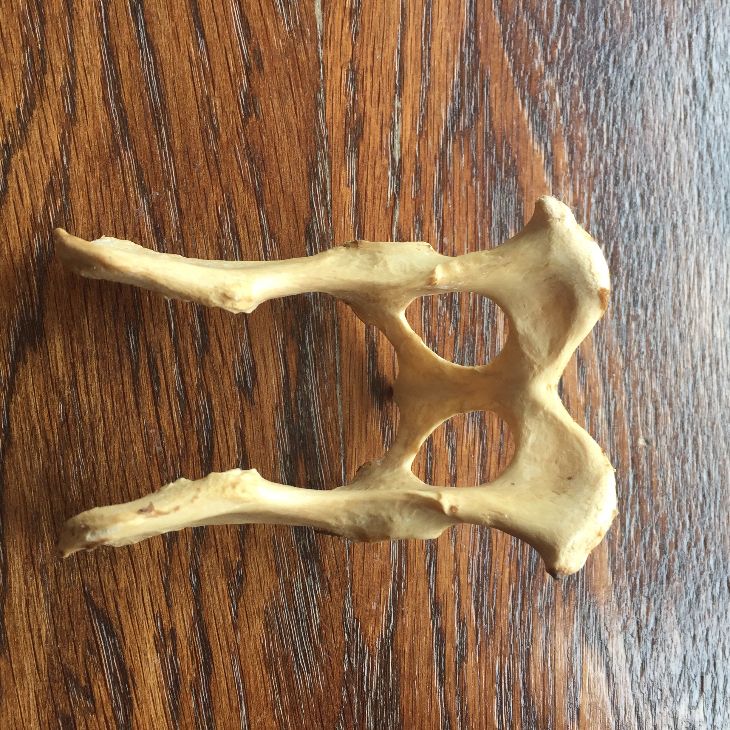 Red Fox Bone - Etsy