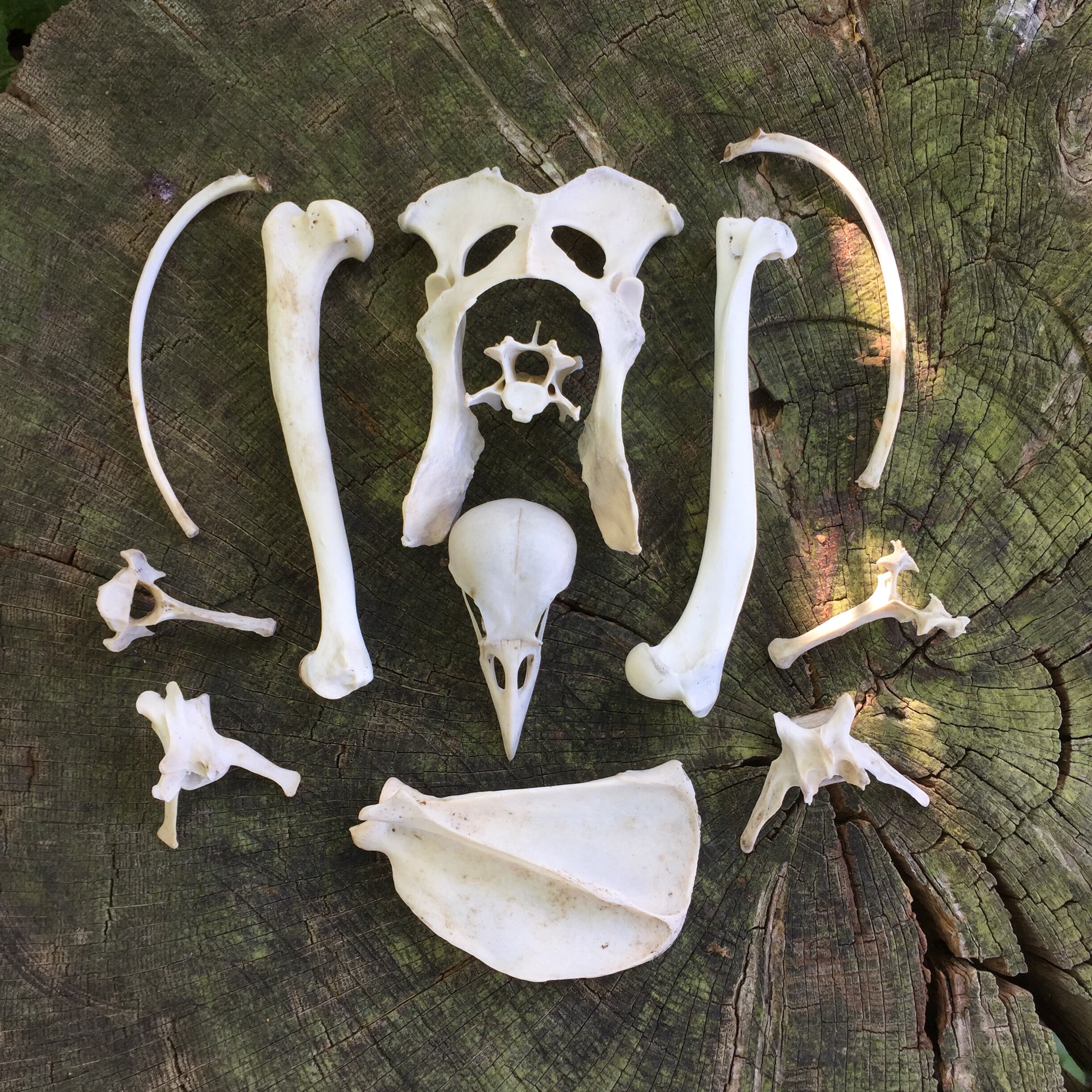 A Collection of Fox Bones and Crow Skull - Etsy