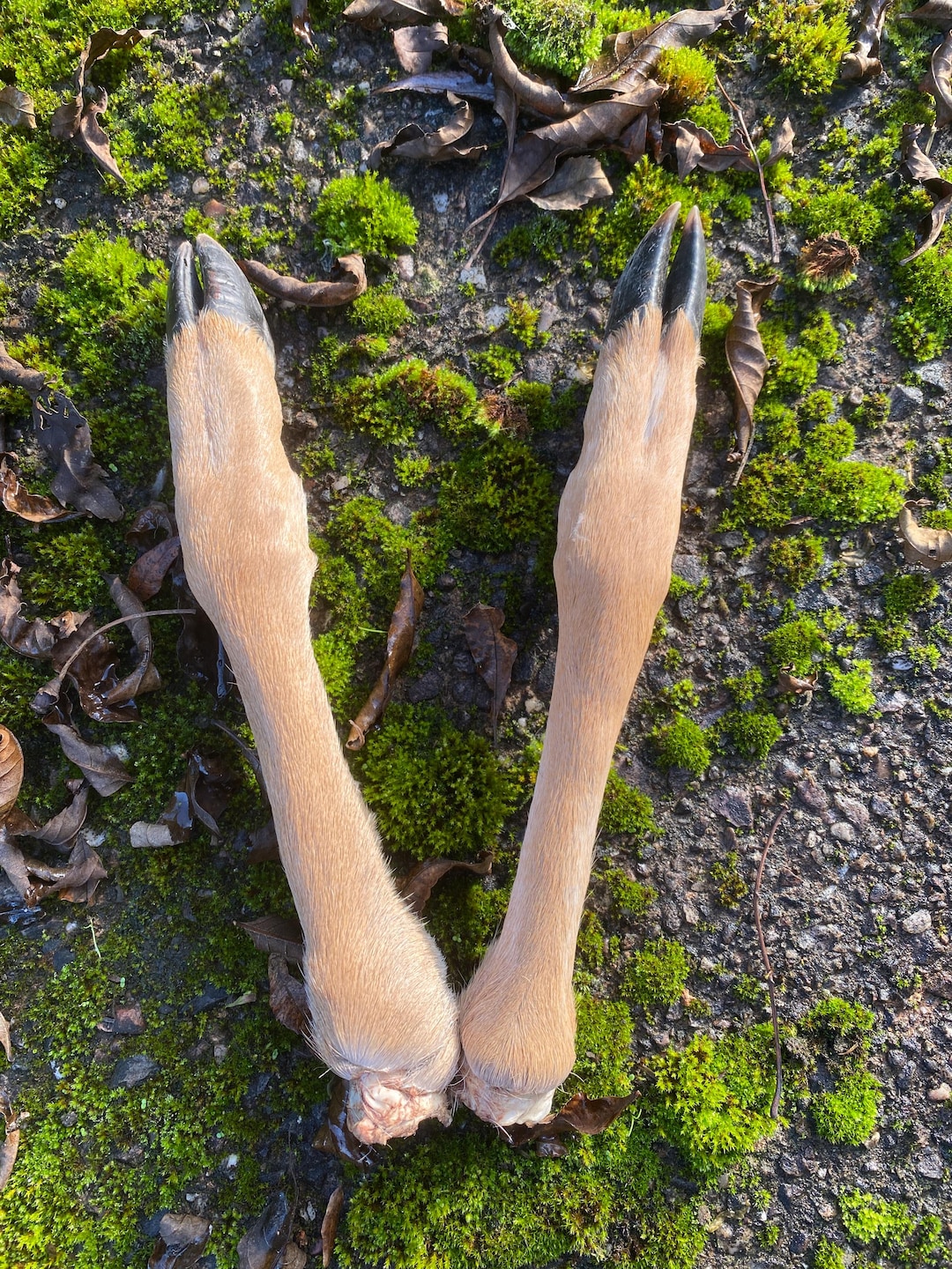 A Pair of Preserved Fallow Deer Feet. - Etsy