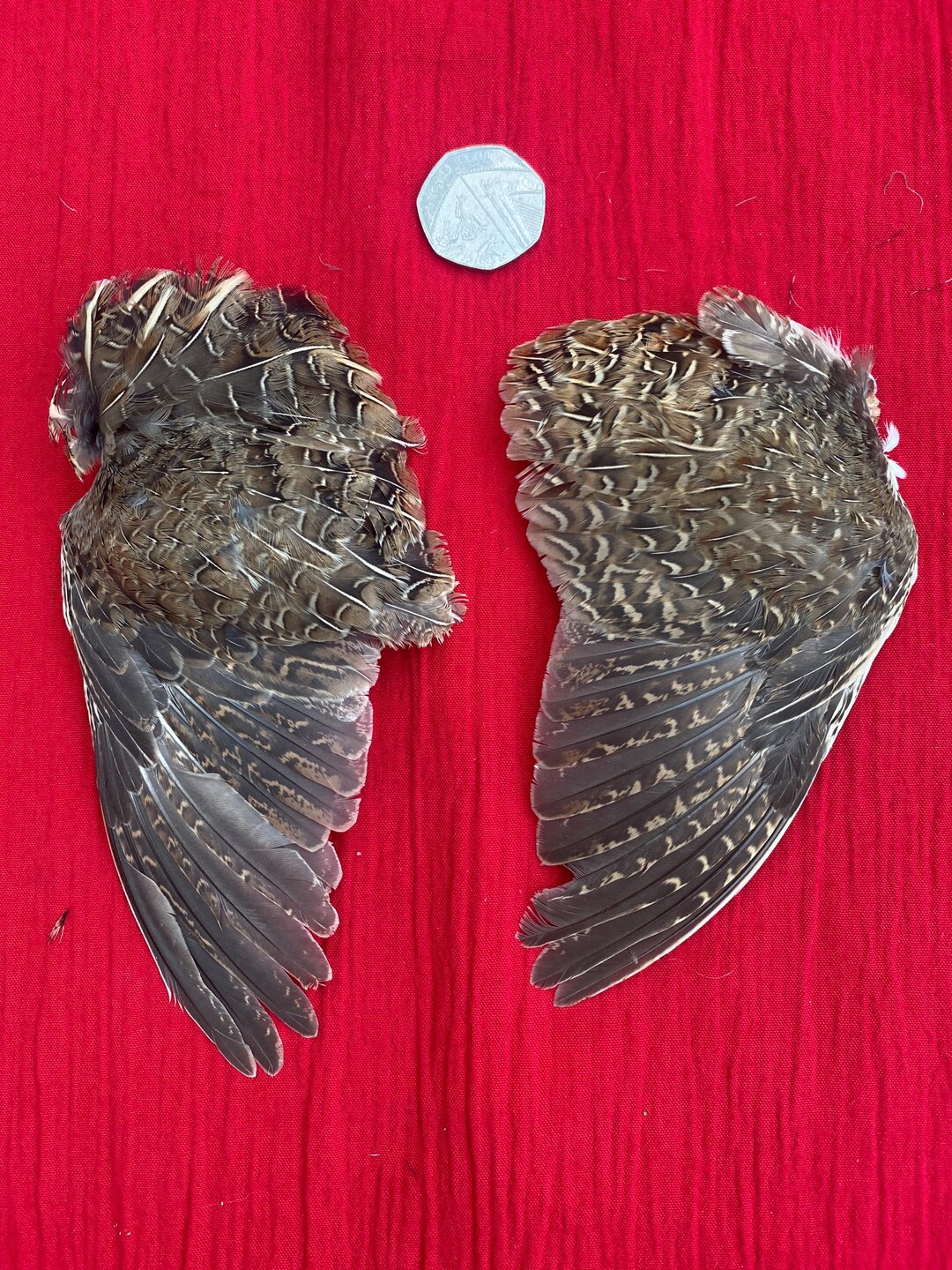 Pair Quail Wings Feathers Q2 - Etsy