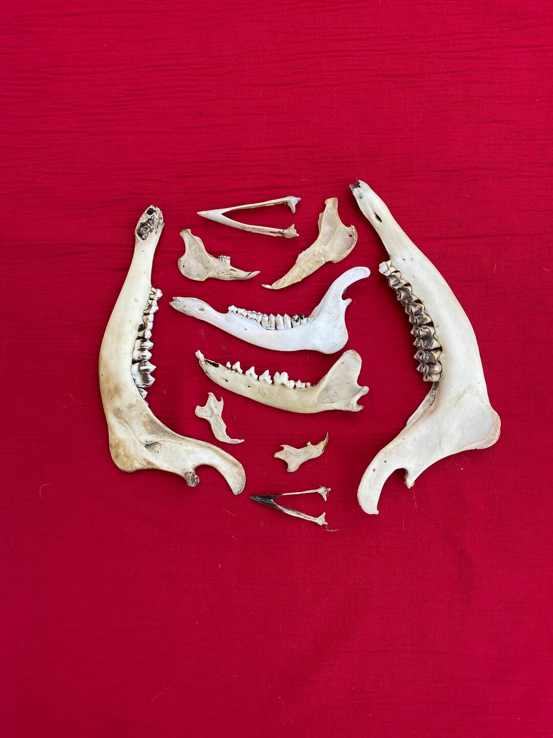 Collection of Animal Jaw Bones Beaks Teeth Crow Deer Hare Squirrel ...