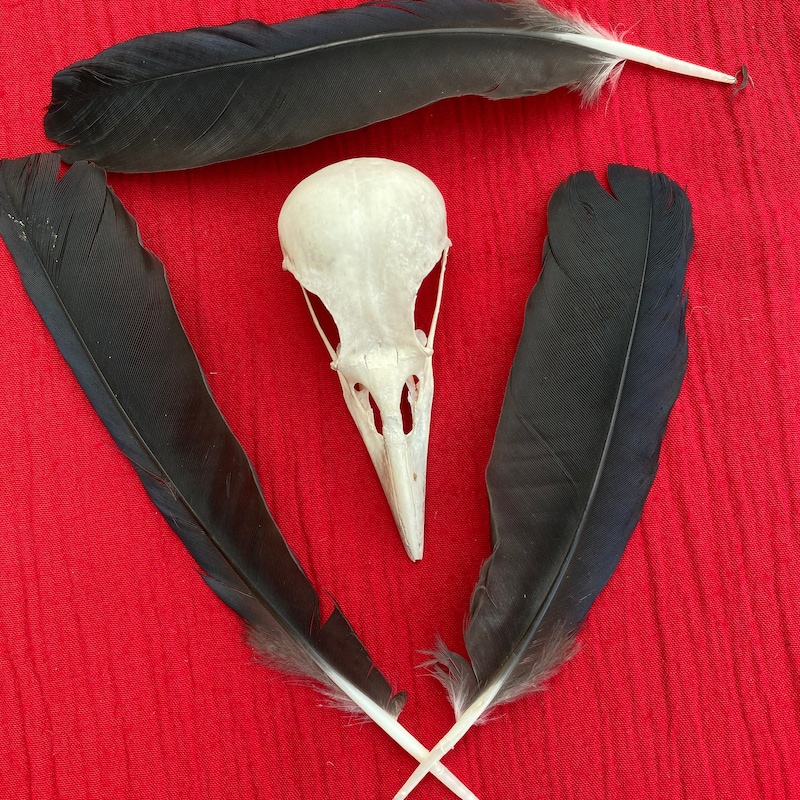 Skull Crow - Etsy