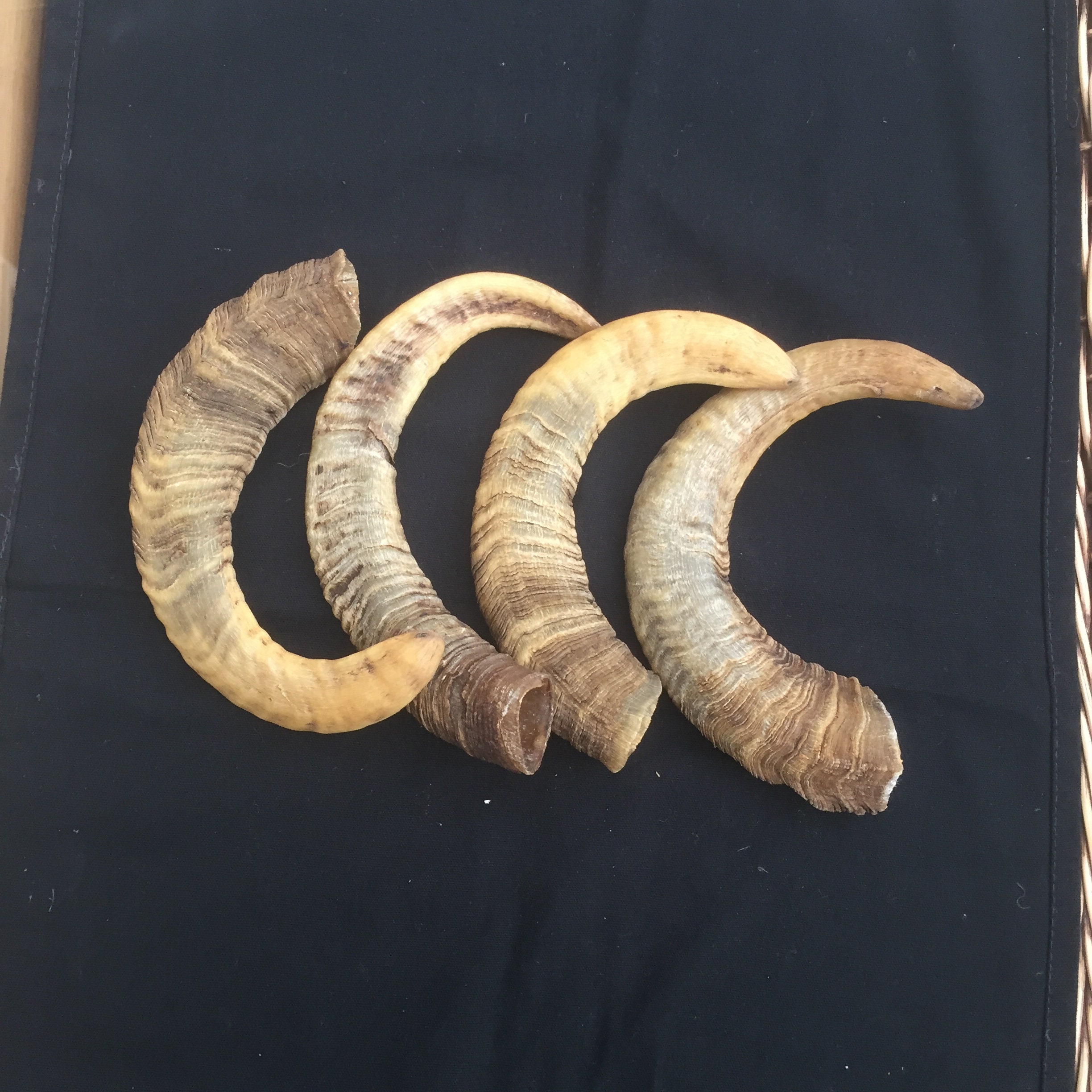 4 X Real Ram Horns - Etsy UK