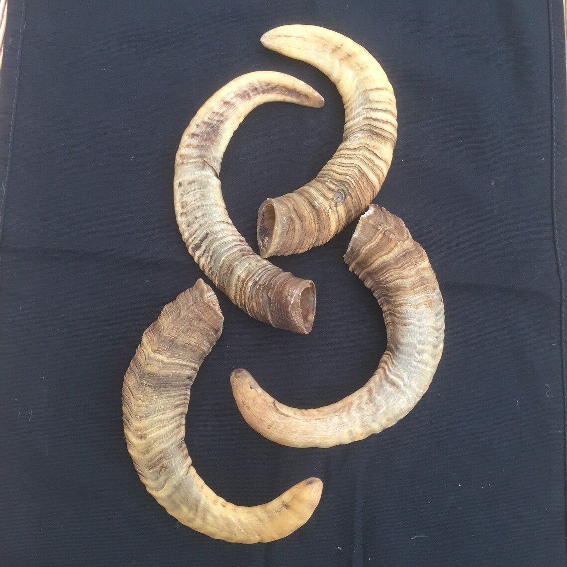 4 X Real Ram Horns - Etsy UK