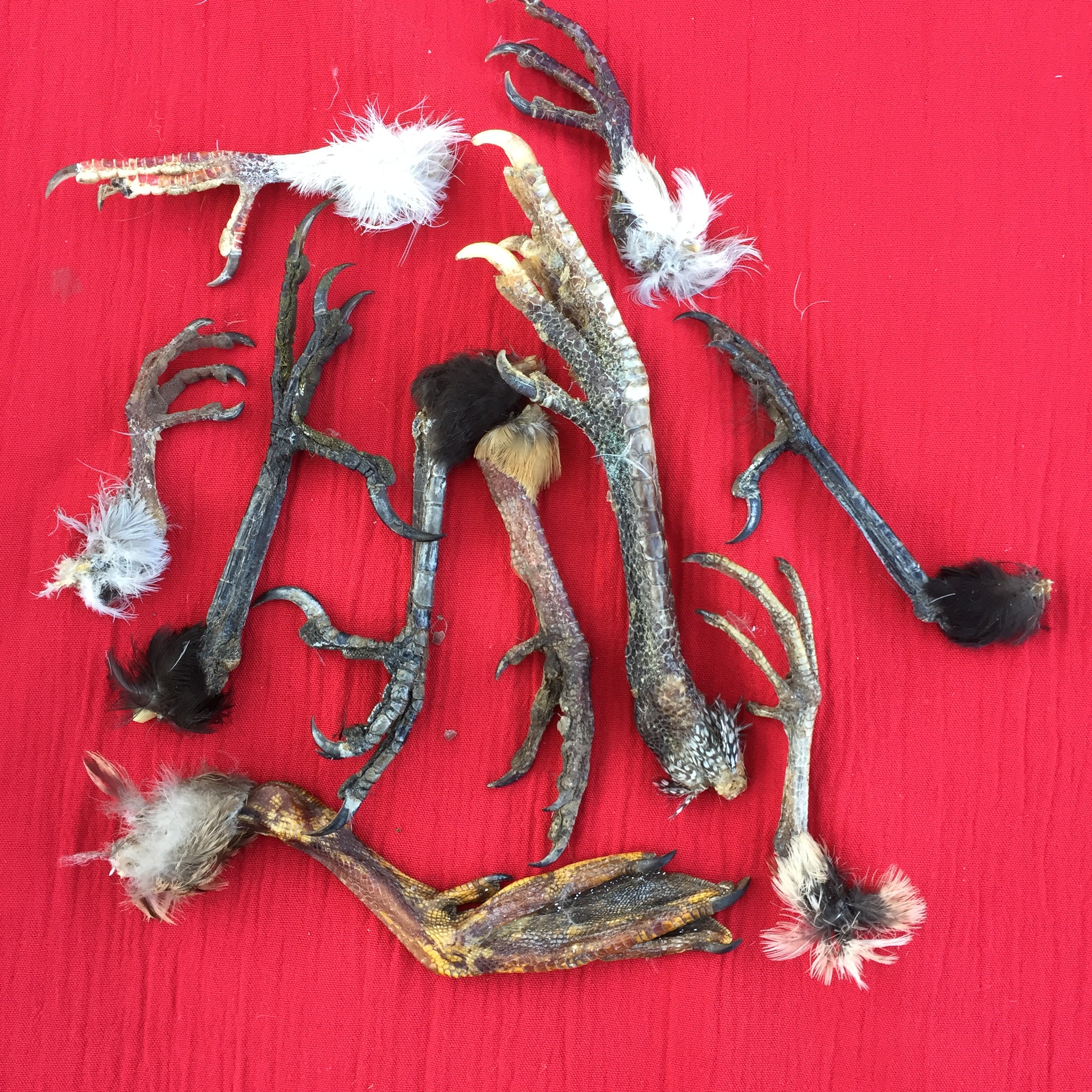 Ten Assorted Wild Bird Feet for Art and Craft Projects - Etsy