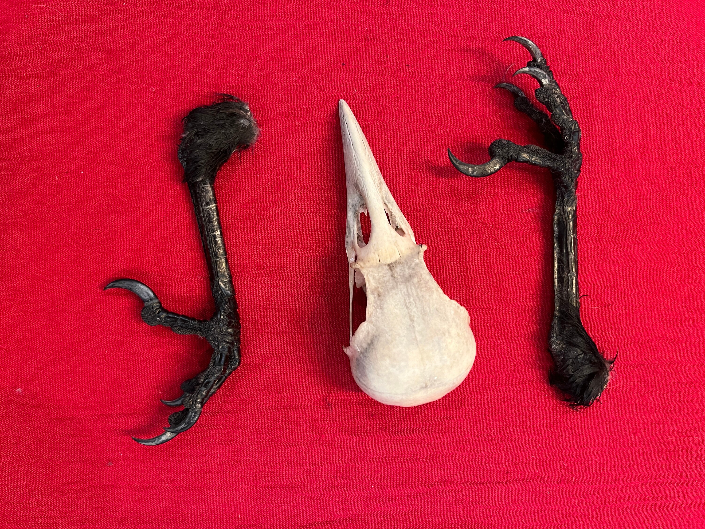 A Genuine English Carrion Crow Skull With Feet and Feathers Taxidermy ...