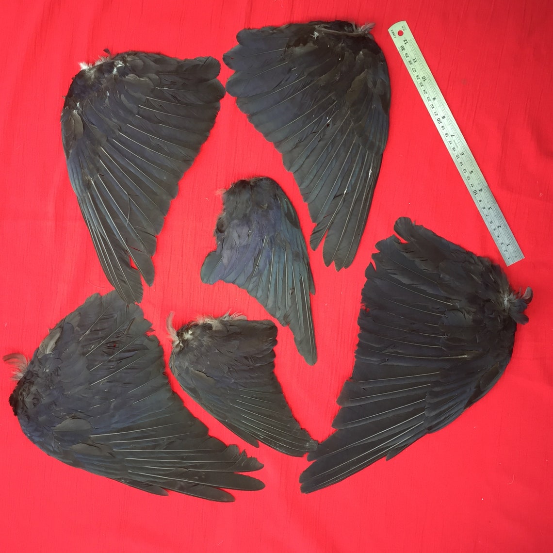 Six Crow Wings Assorted Sizes | Etsy