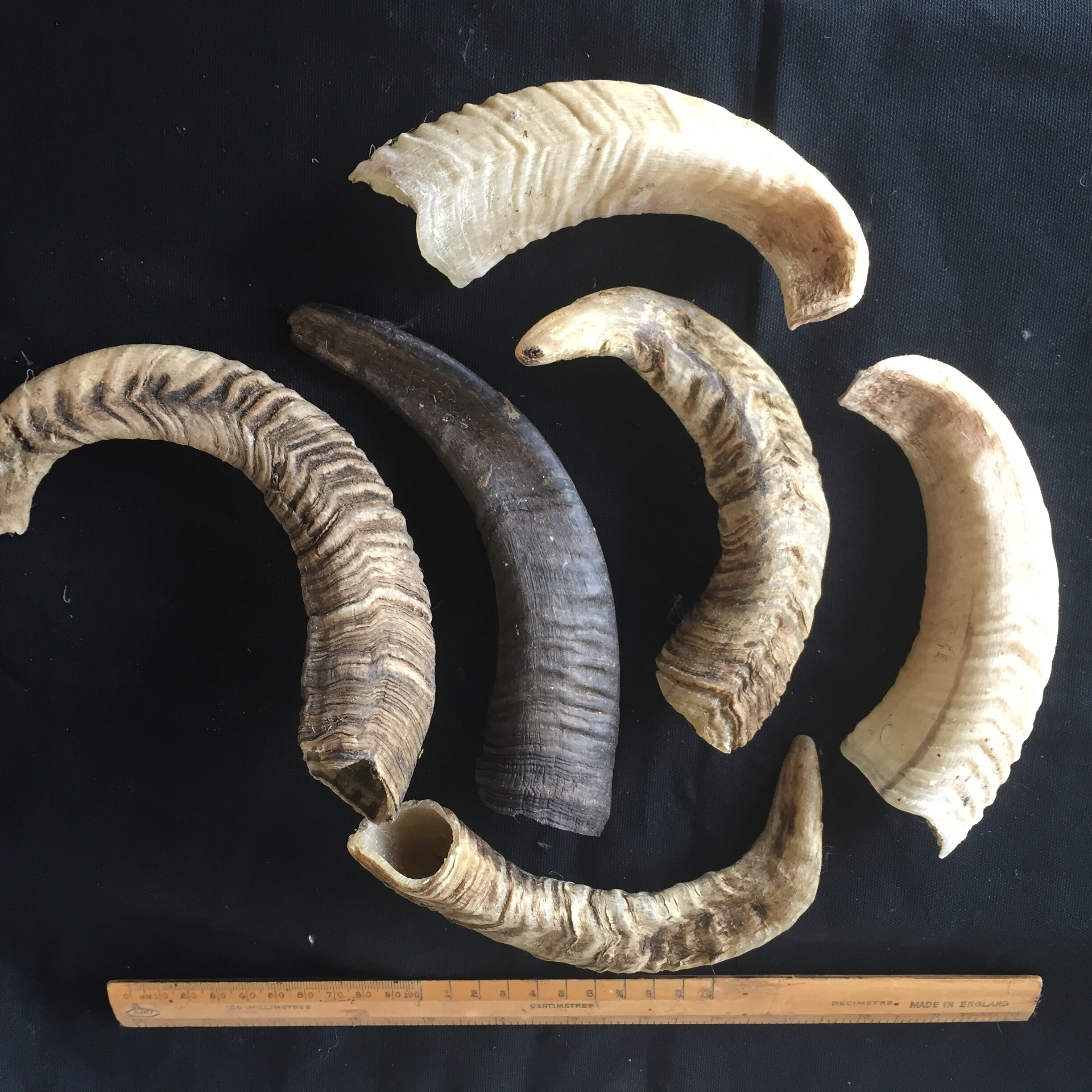 Six Assorted Ram's Horns for Craft Projects | Etsy