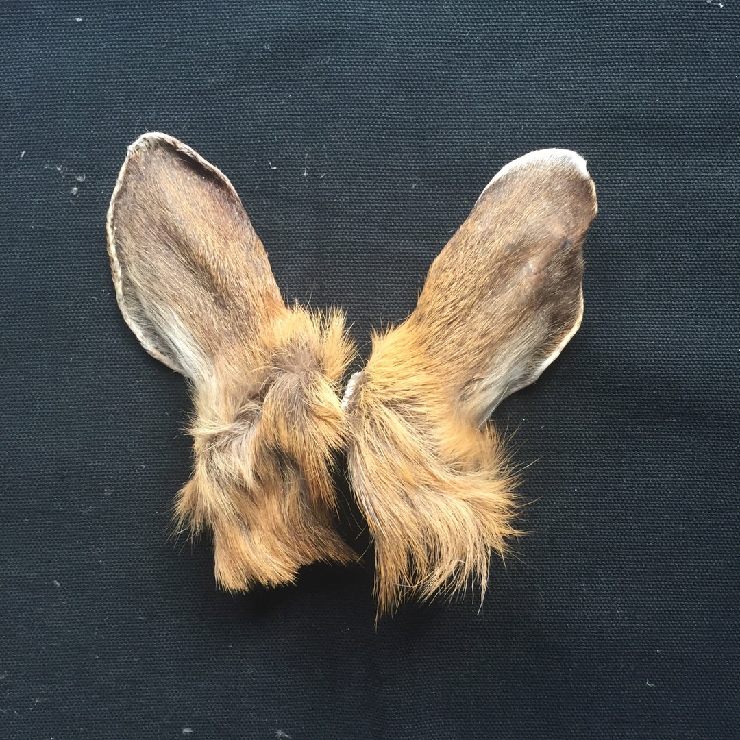 Two Muntjac Deer Ears Preserved - Etsy