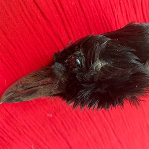 Genuine Preserved Crow Skull Head Feathers Taxidermy Animal Bones ...