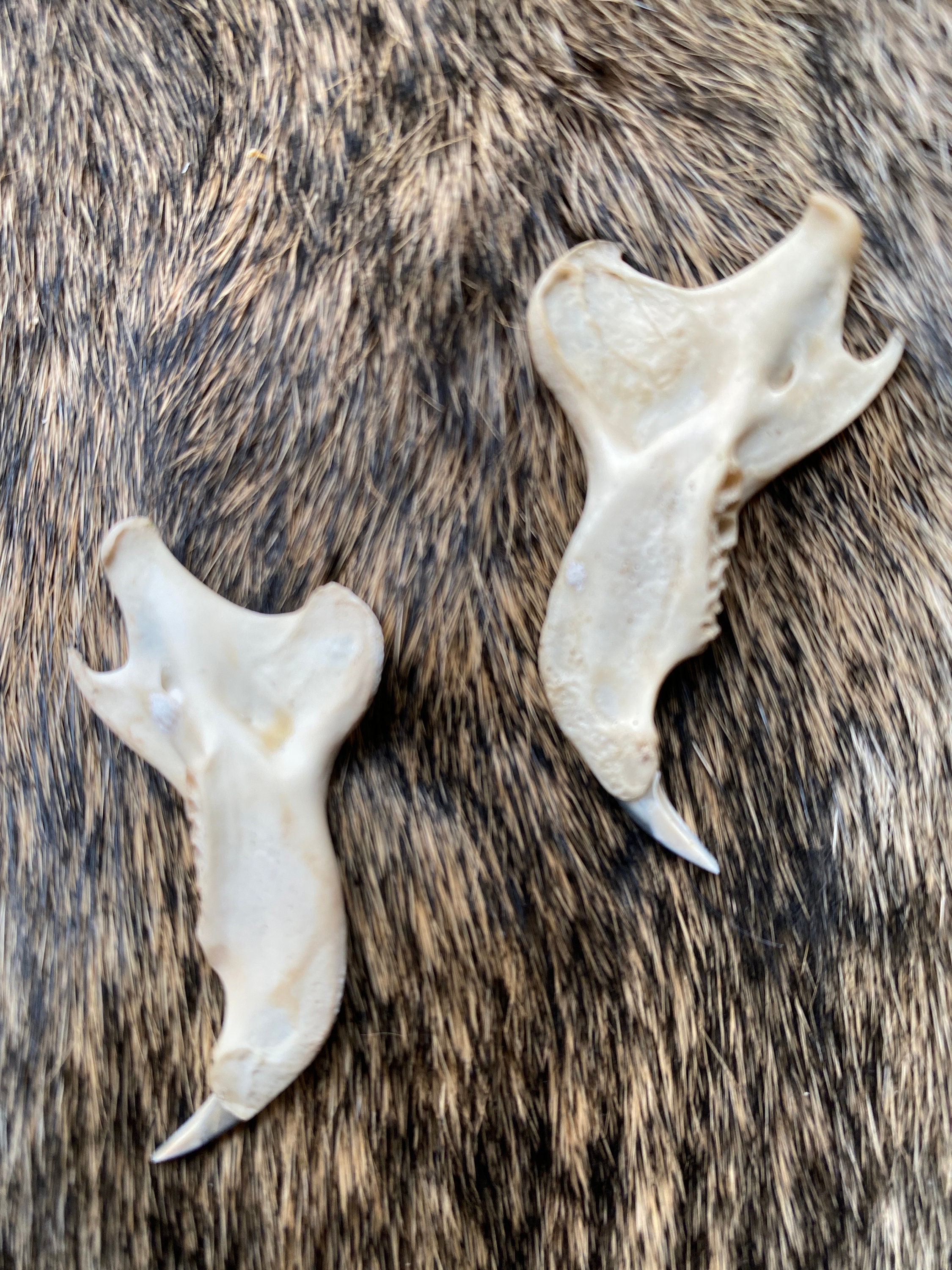A Pair of Grey Squirrel Jaw Bones and Teeth - Etsy UK