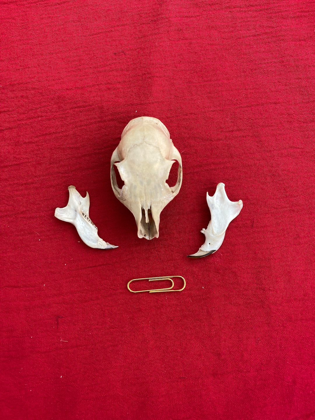 A Grey Squirrel Skull and Jaw Bones - Etsy