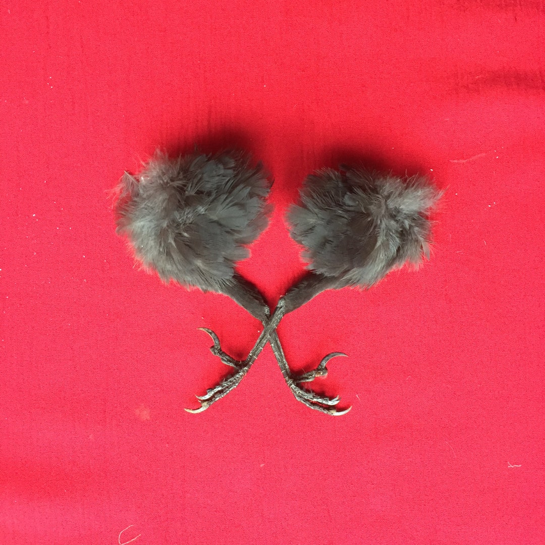 A Pair of Magpie Legs Dried and Preserved - Etsy