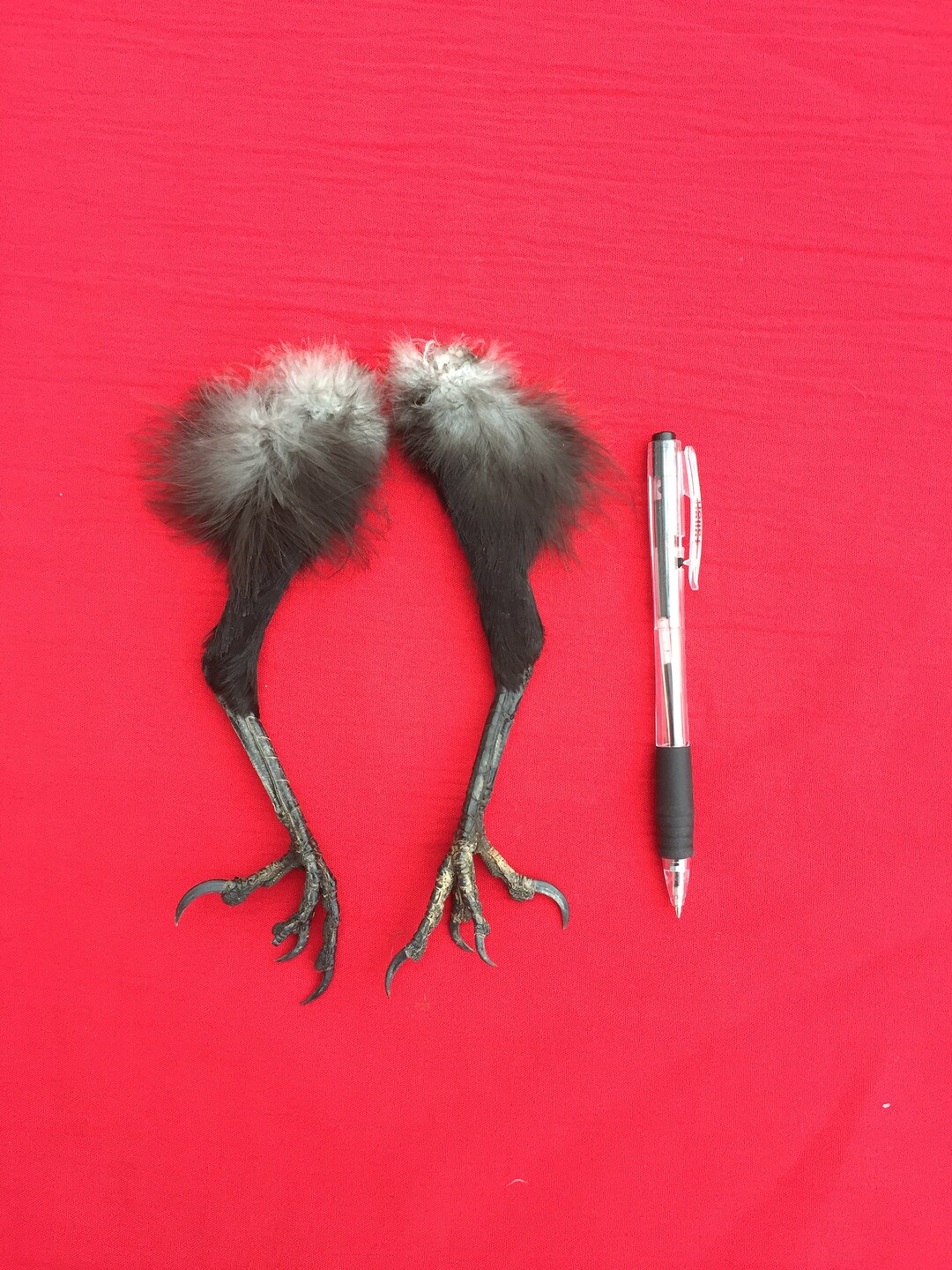 Two Crow Legs With Feathers - Etsy