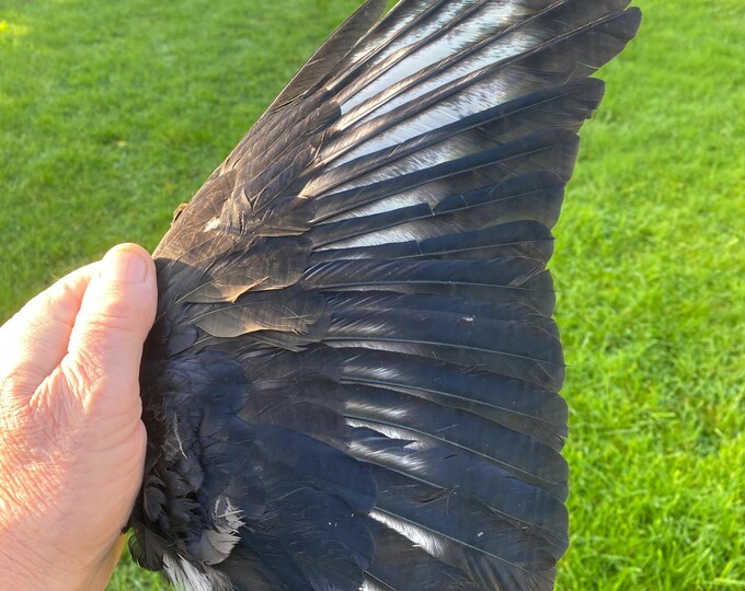 Rare and Unusual Smudge Fan Crow Wing Feathers - Etsy