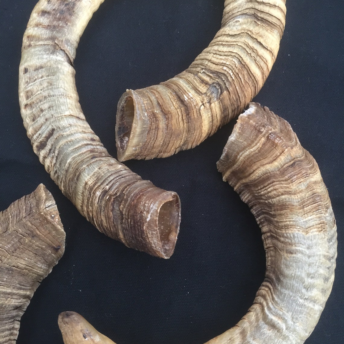 4 X Real Ram Horns - Etsy UK