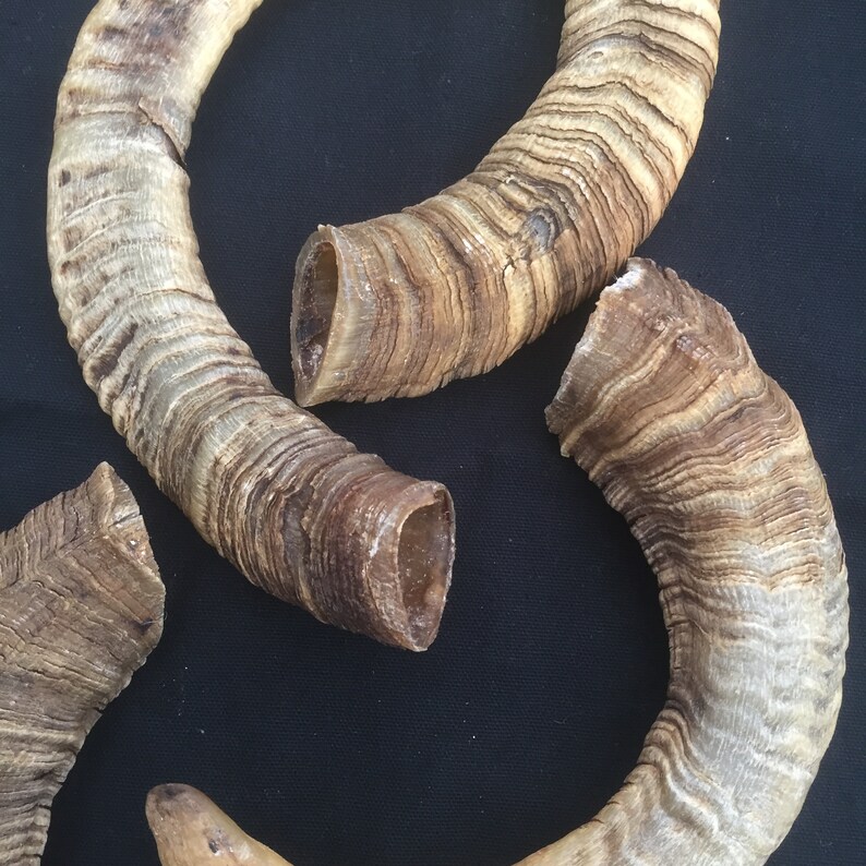 4 X Real Ram Horns - Etsy UK
