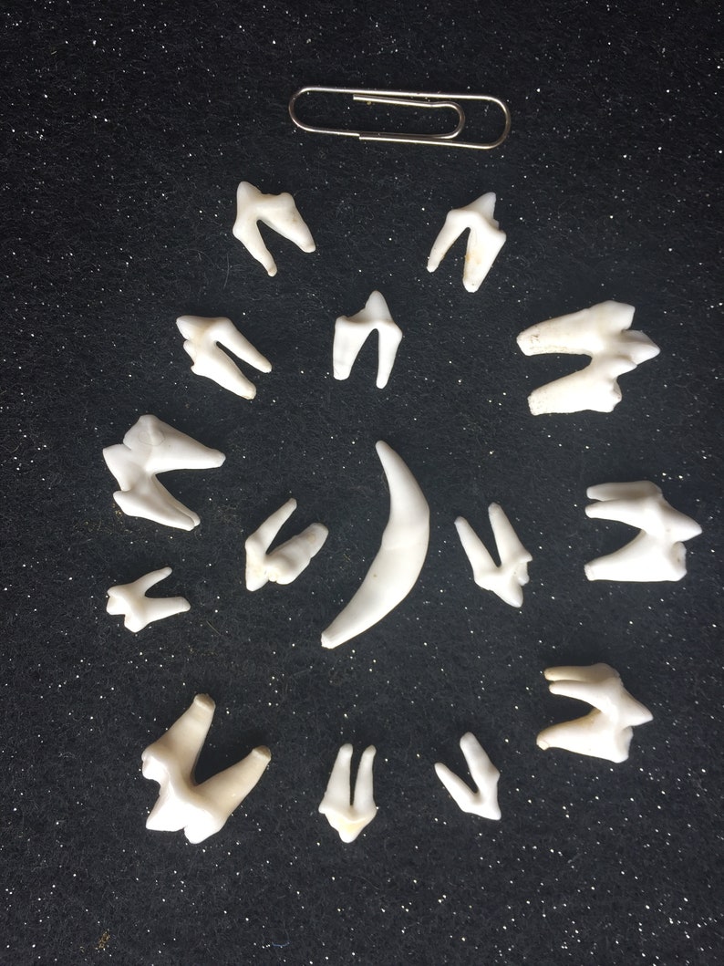 15 Red Fox Teeth for Craft Work | Etsy
