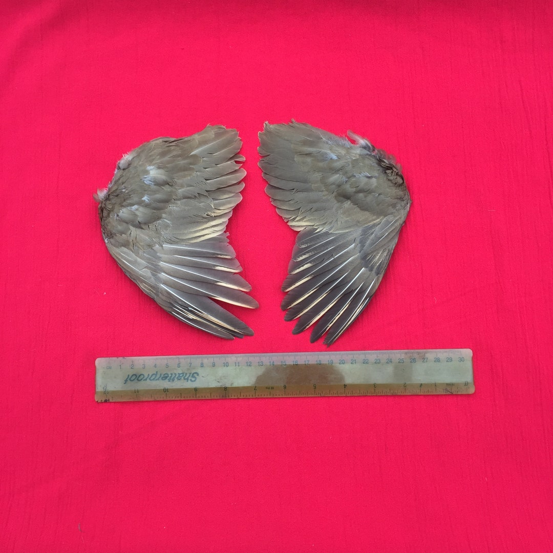 A Pair of French Partridge Wings for Crafting Feathers - Etsy