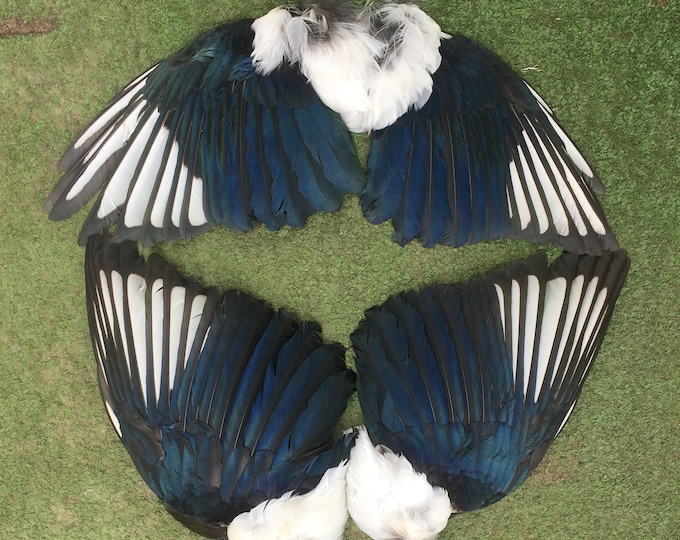 A Pair of Magpie Wings Perfect for Crafting. - Etsy