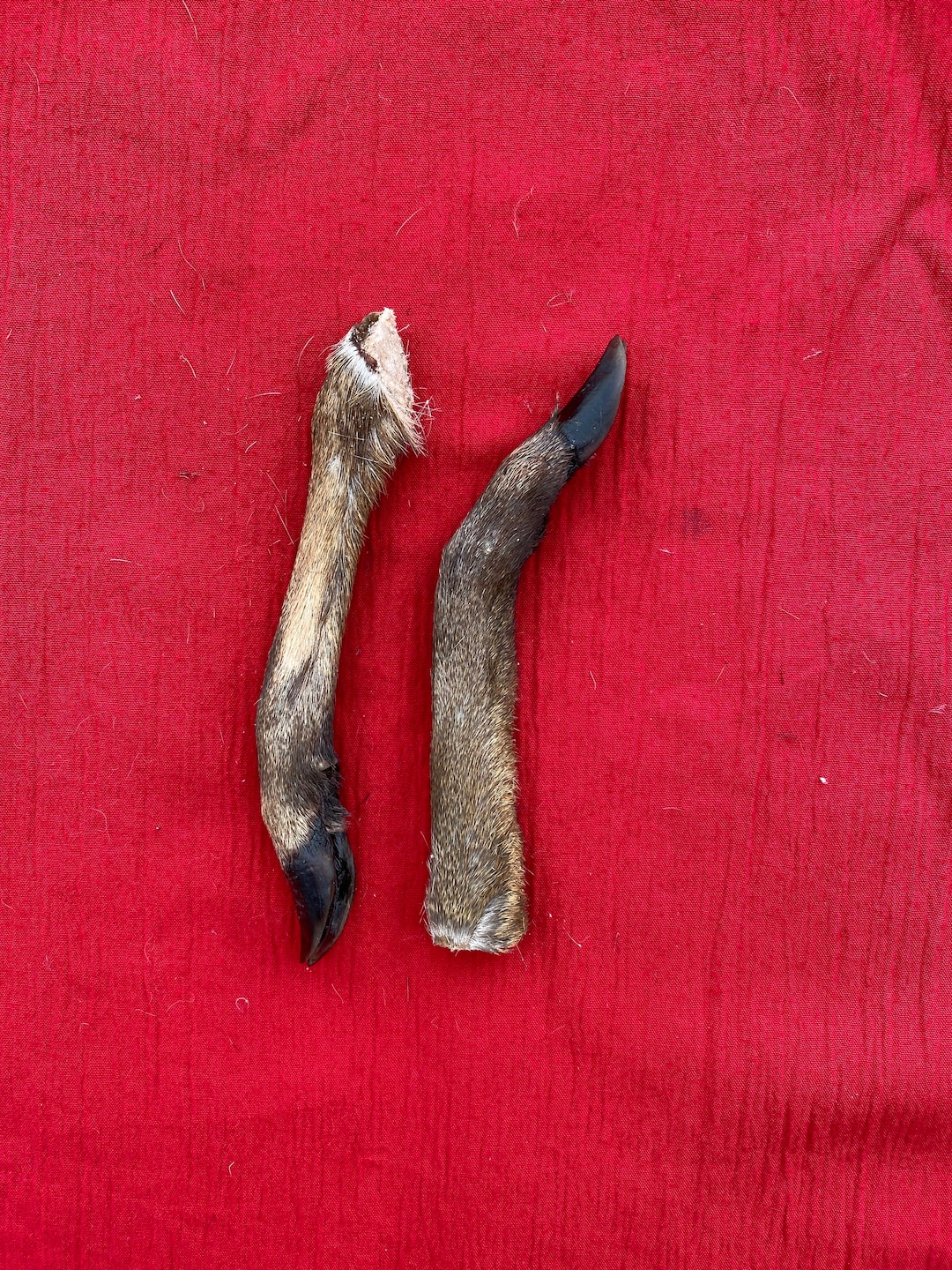 A Pair of English Muntjac Deer Feet - Etsy