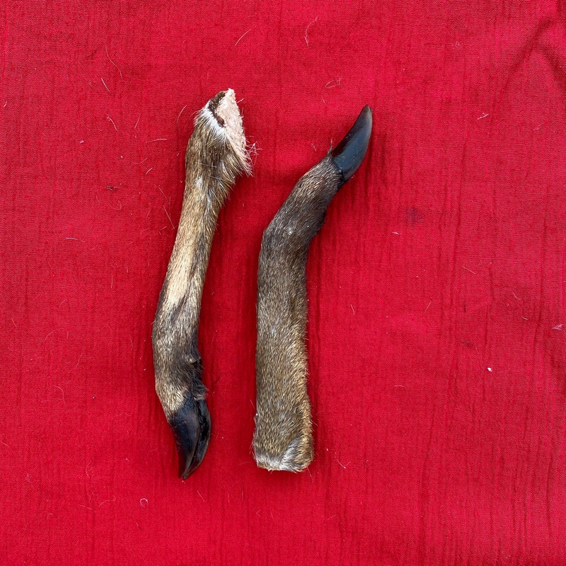 Deer Hooves - Etsy