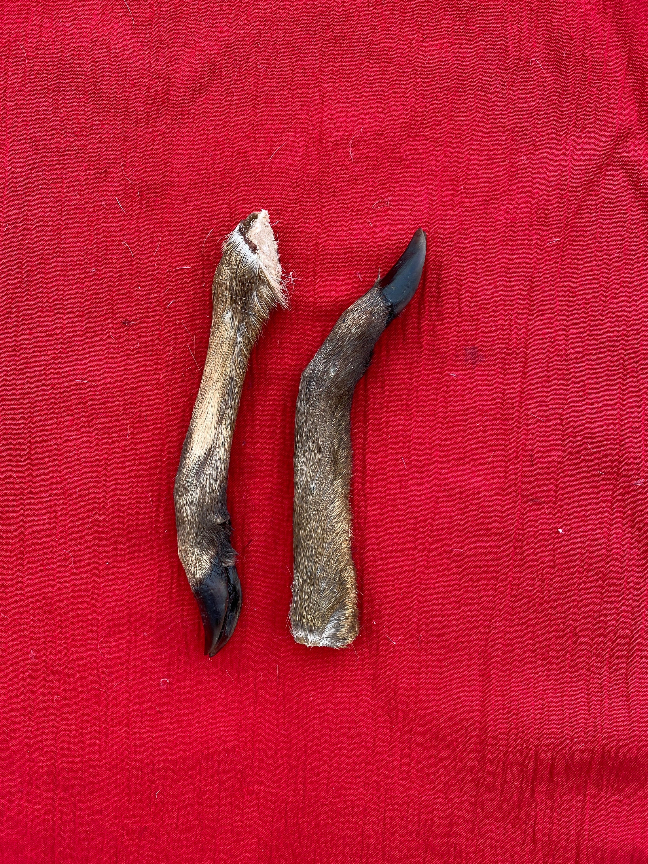 A Pair of English Muntjac Deer Feet - Etsy