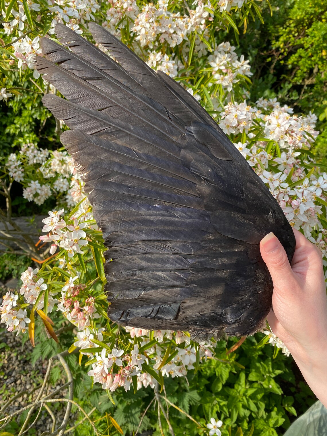 Genuine Crow Wing Smudging Fan | Etsy