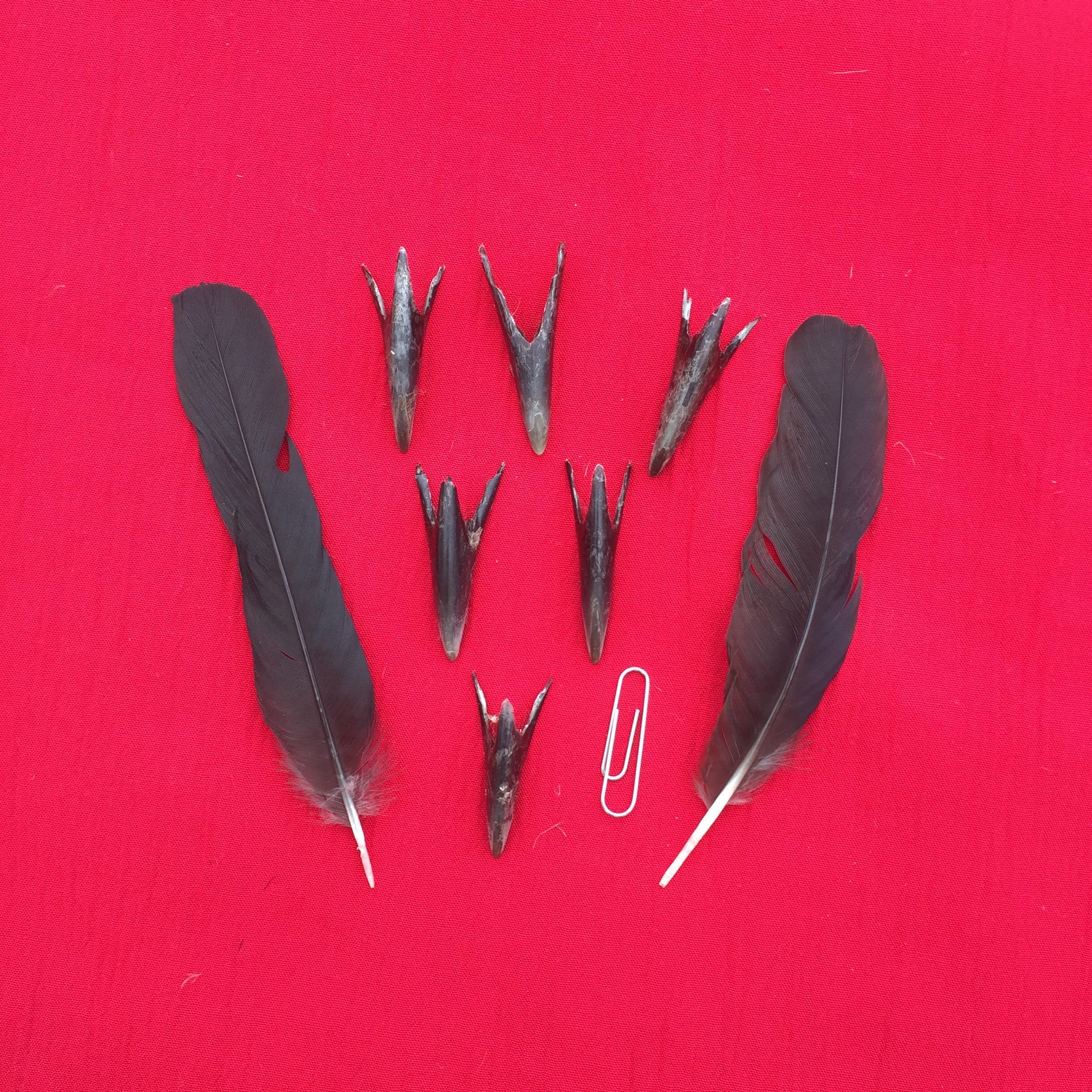 Six Crow Beaks - Etsy UK