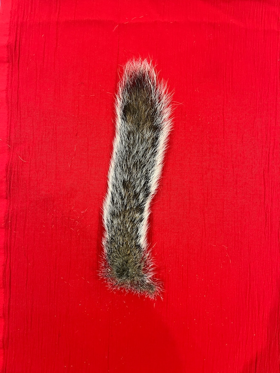 1 Squirrel Tail Arts Crafts Taxidermy Costume Theatre Fur - Etsy