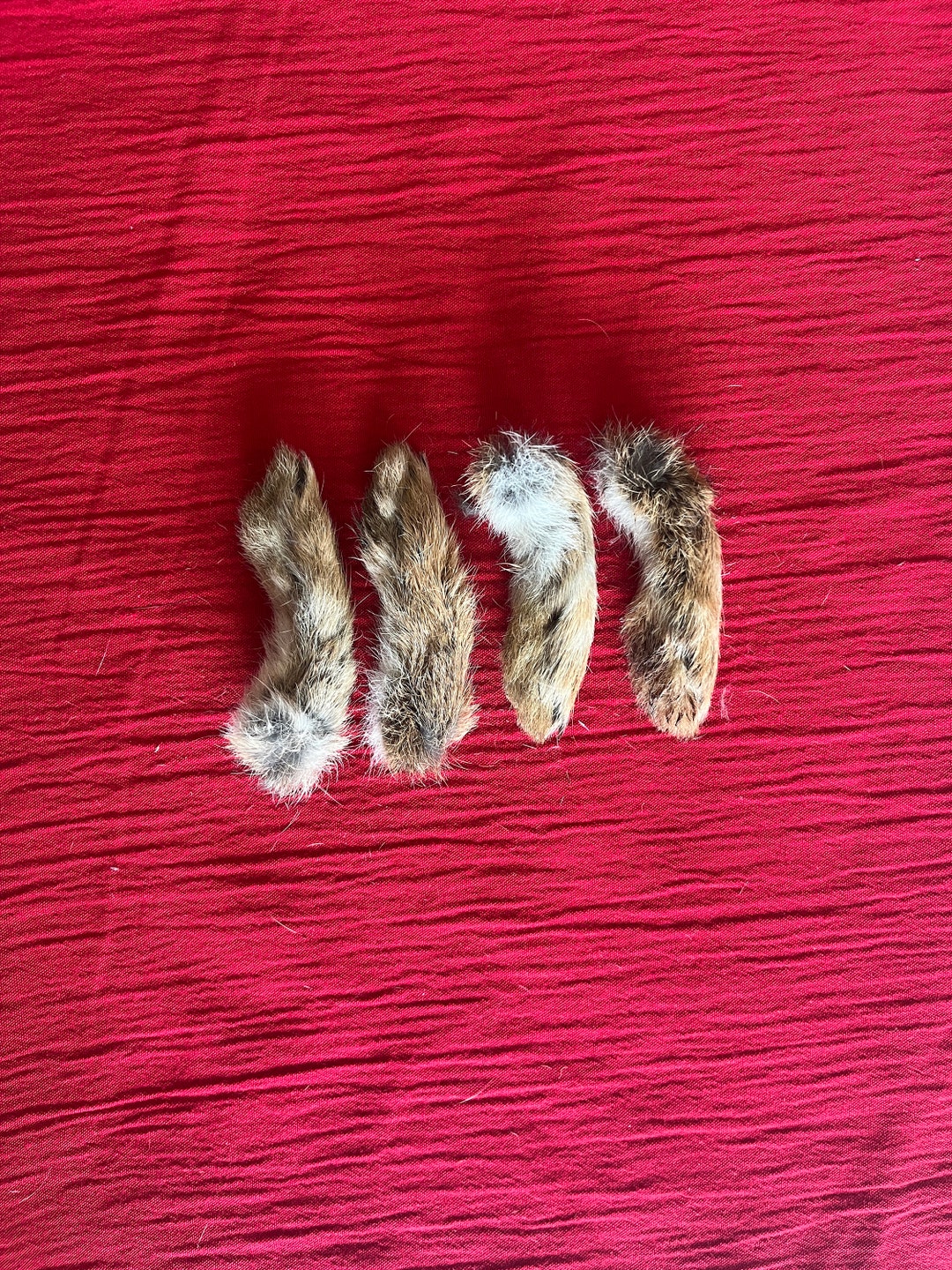 Wild English Rabbit Feet Lucky Foot Fur 4 - Etsy UK