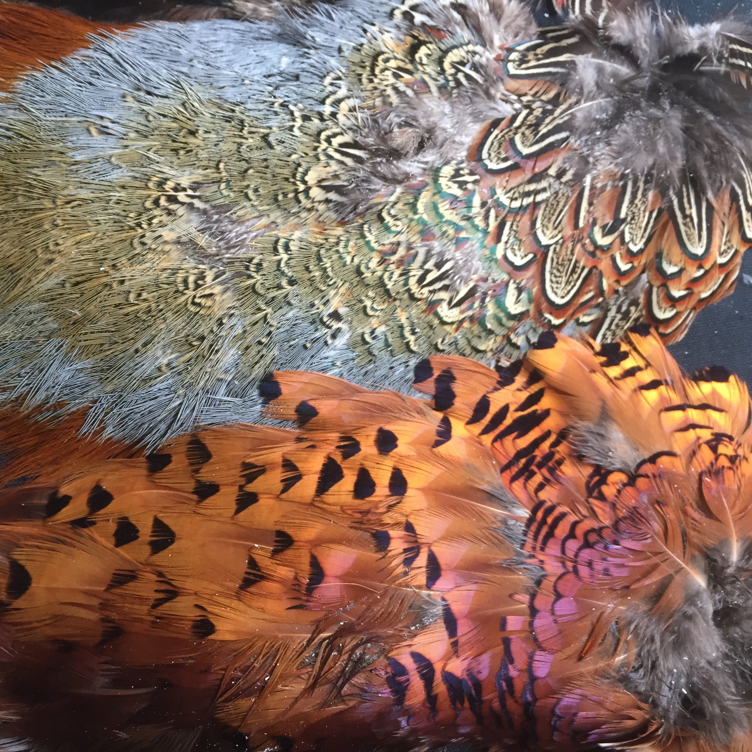 Four Dried Pheasant Feather Skins for Crafting - Etsy