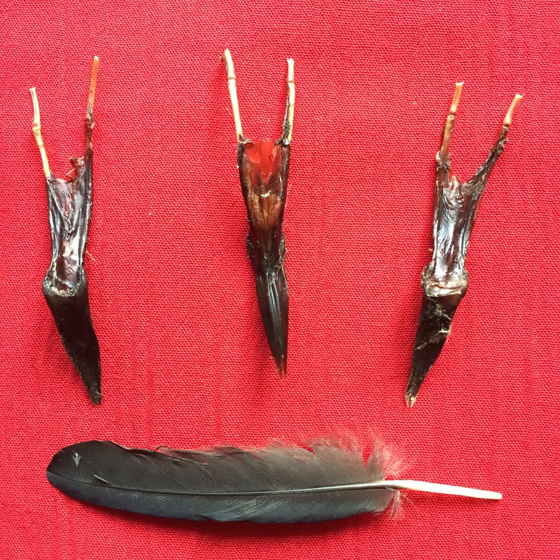 Three Genuine Crow Tongues Etsy