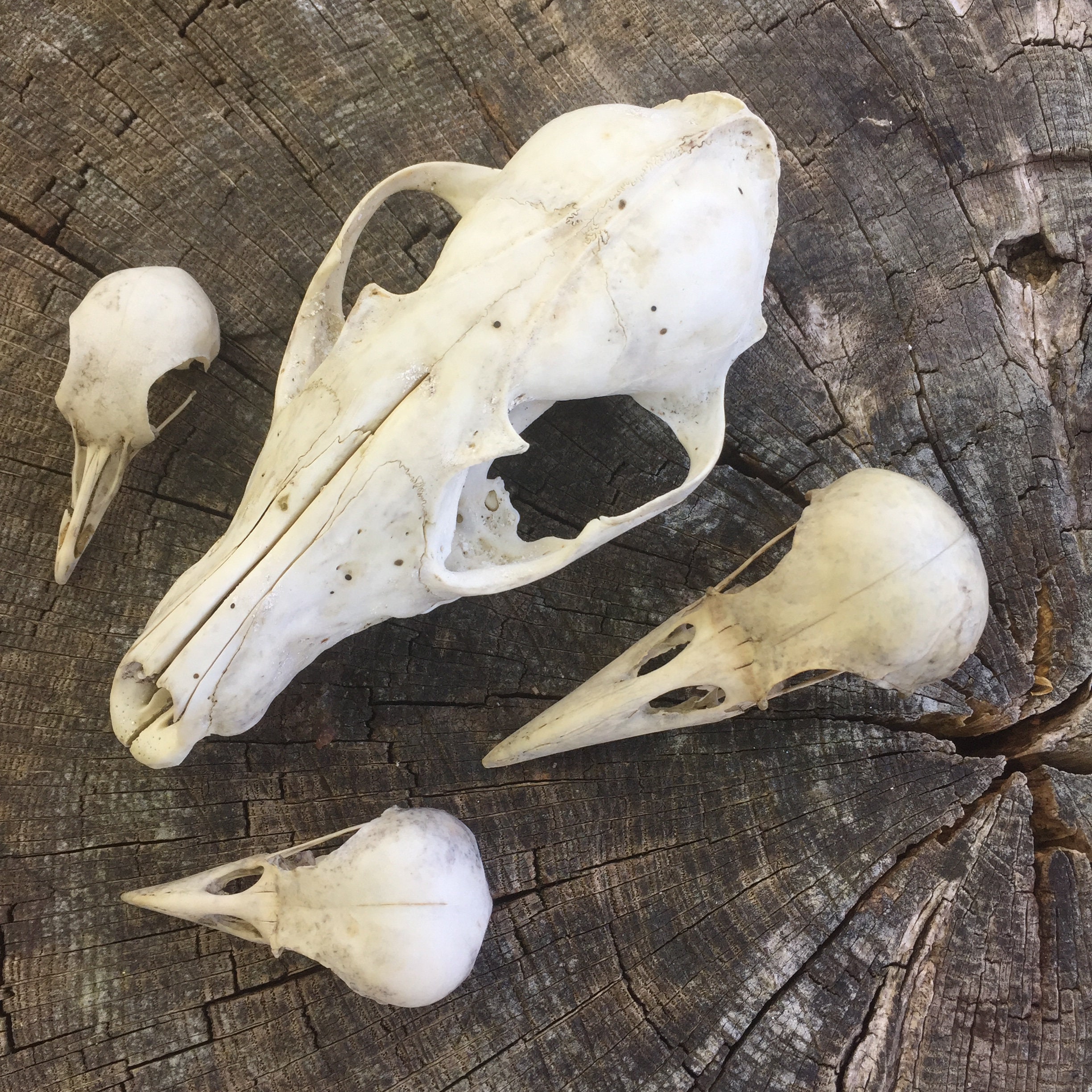 Fox Crow Magpie Pigeon Skulls - Etsy Denmark