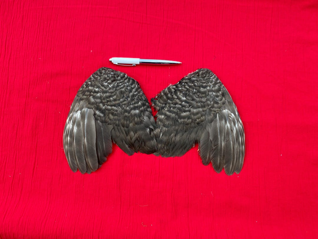 Pair Bantam Rooster Wings Feathers Crafting B8 - Etsy