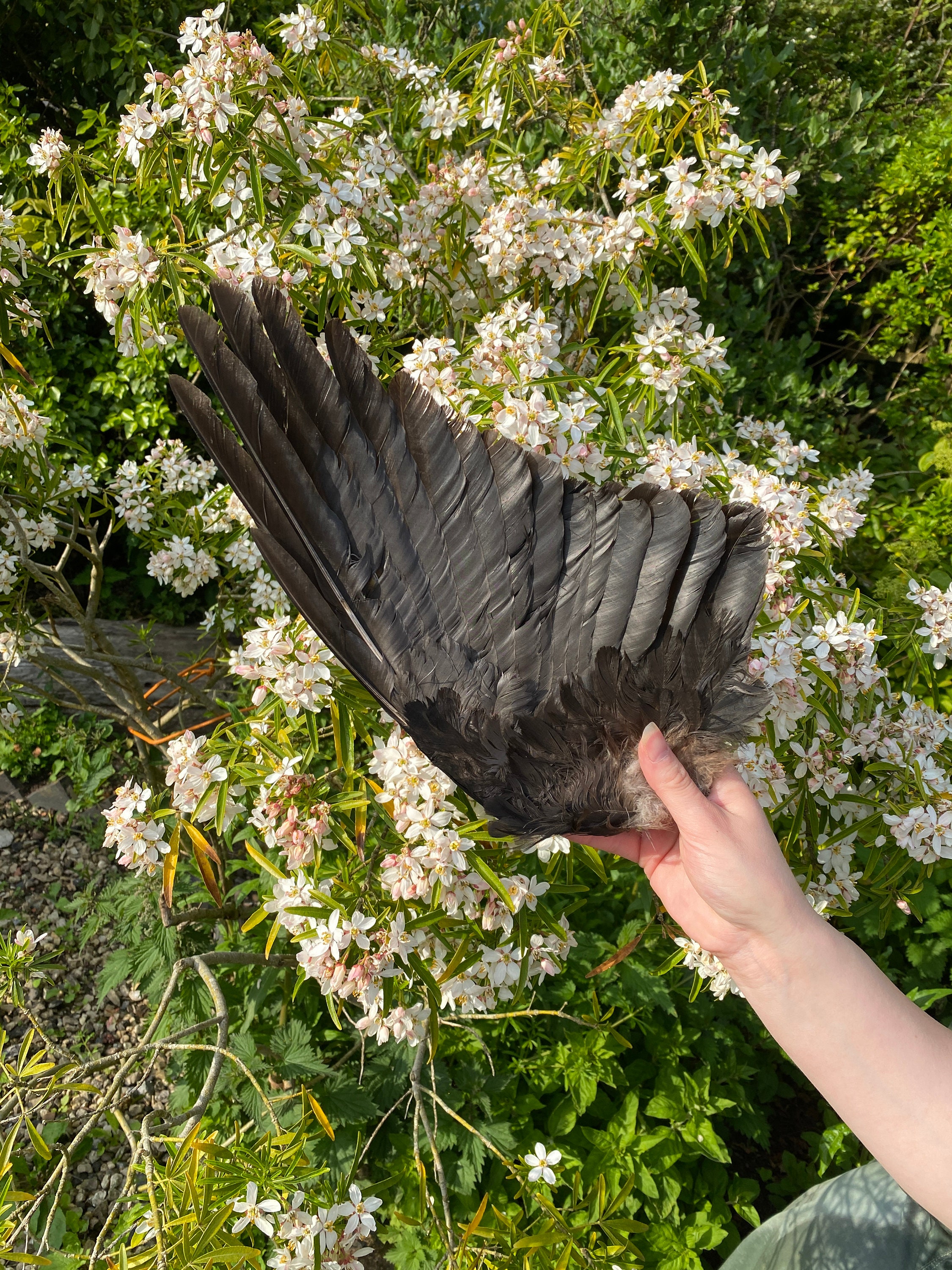 Genuine Crow Wing Smudging Fan | Etsy