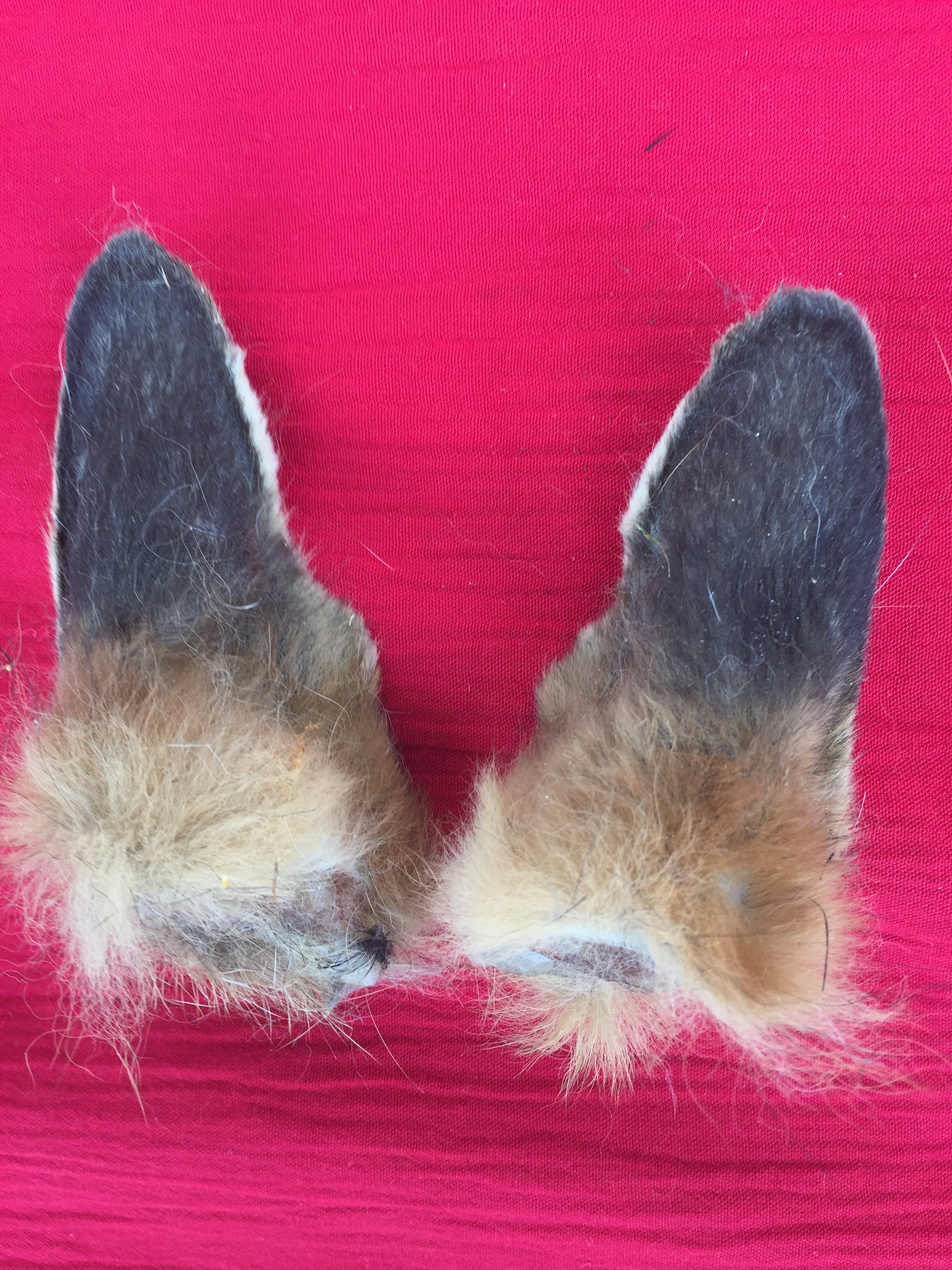 A Pair of Real Fox Ears - Etsy UK