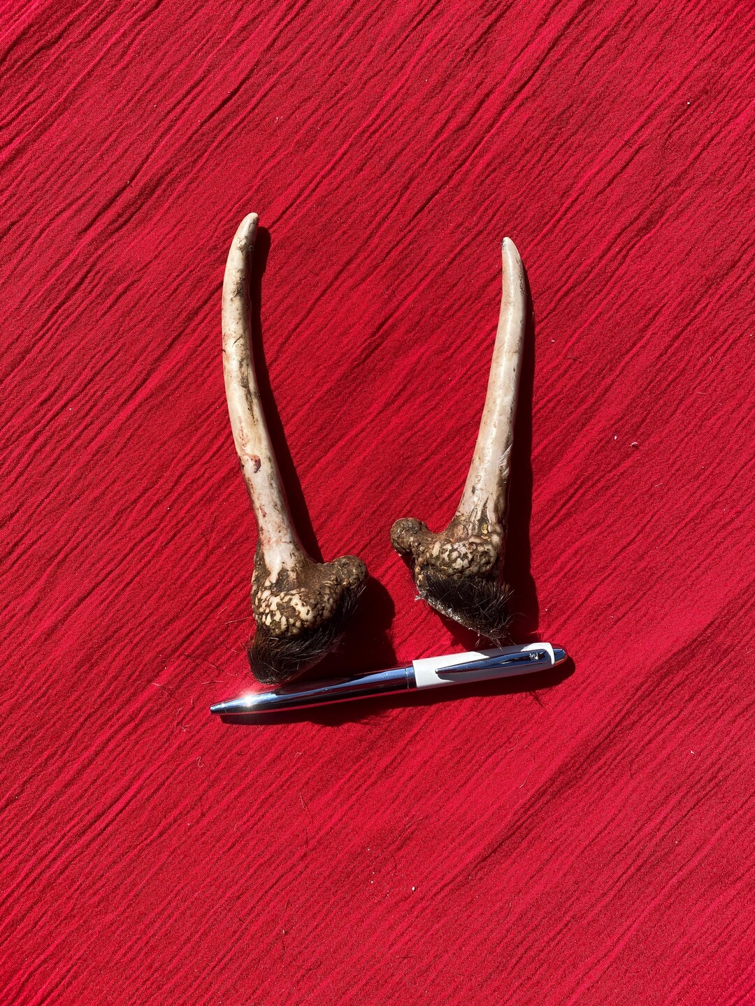 Pair Fallow Deer Antlers Stick Making Crafts - Etsy