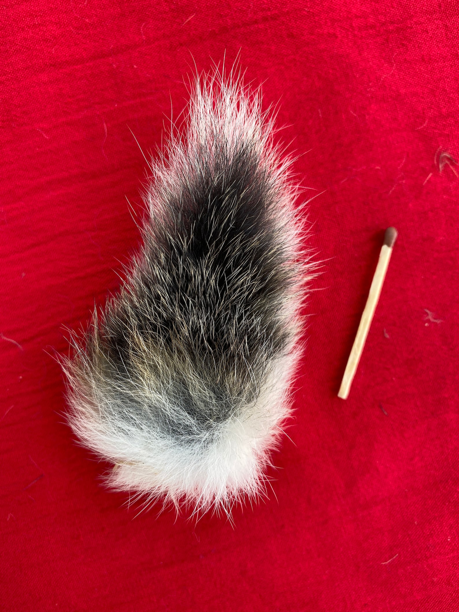 A Single Wild Rabbit Tail - Etsy