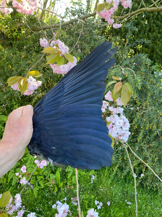 Genuine Crow Wing Smudging Fan | Etsy