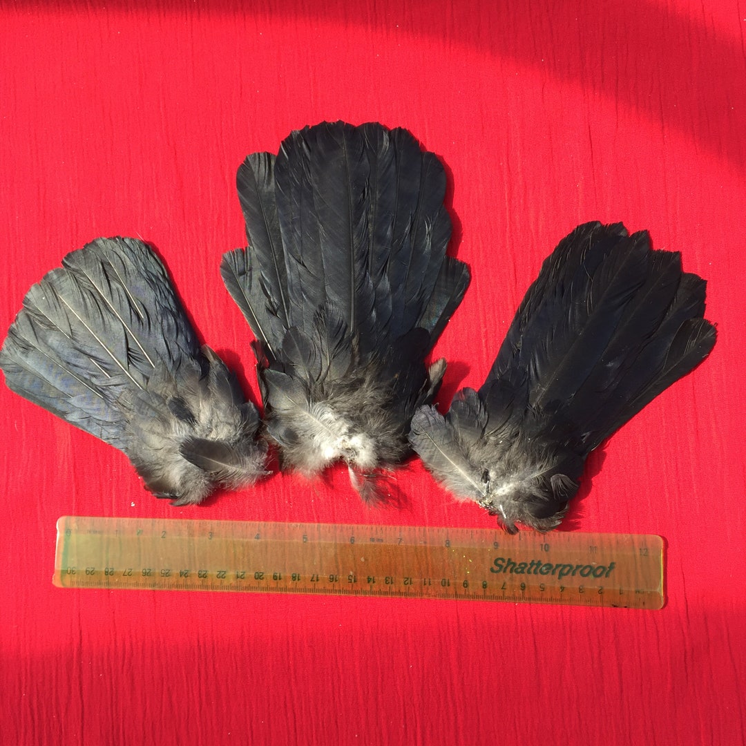 Three English Crow Tails Perfect for Crafting - Etsy
