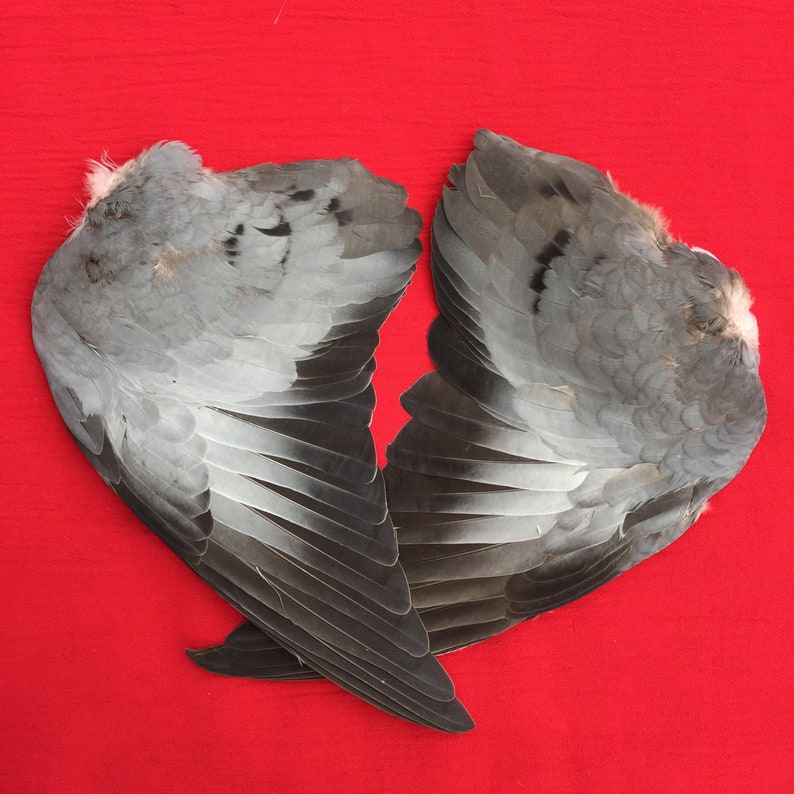 A Pair of Wild Pigeon Wings Ready for Crafting | Etsy
