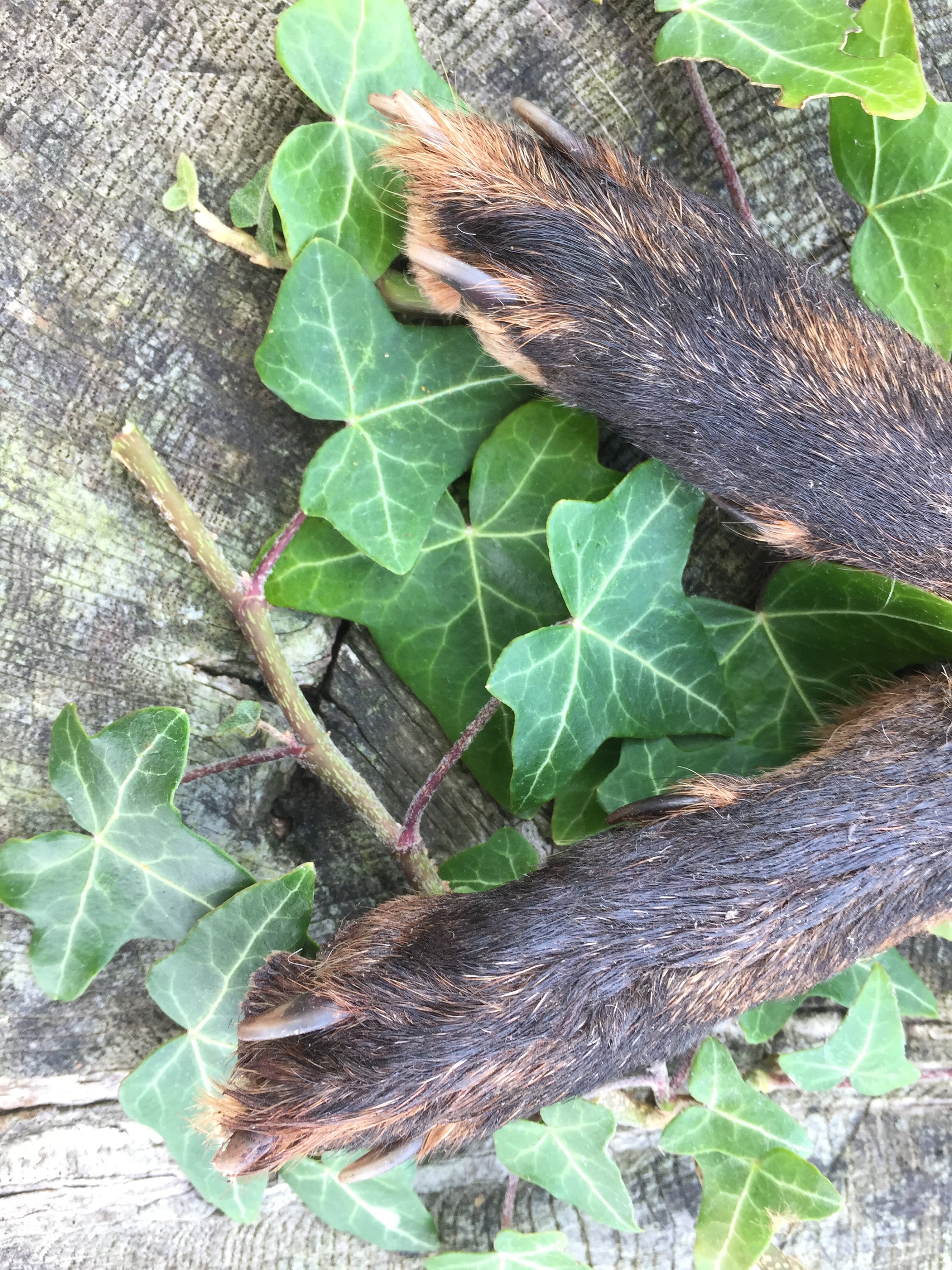 Two English Red Fox Paws or Feet - Etsy 日本