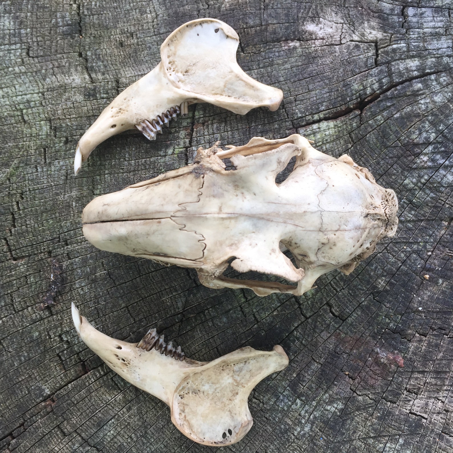 English Brown Hare Skull Bones - Etsy UK